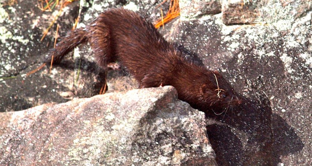 Thousand Islands Life Magazine, A Stink of Mink