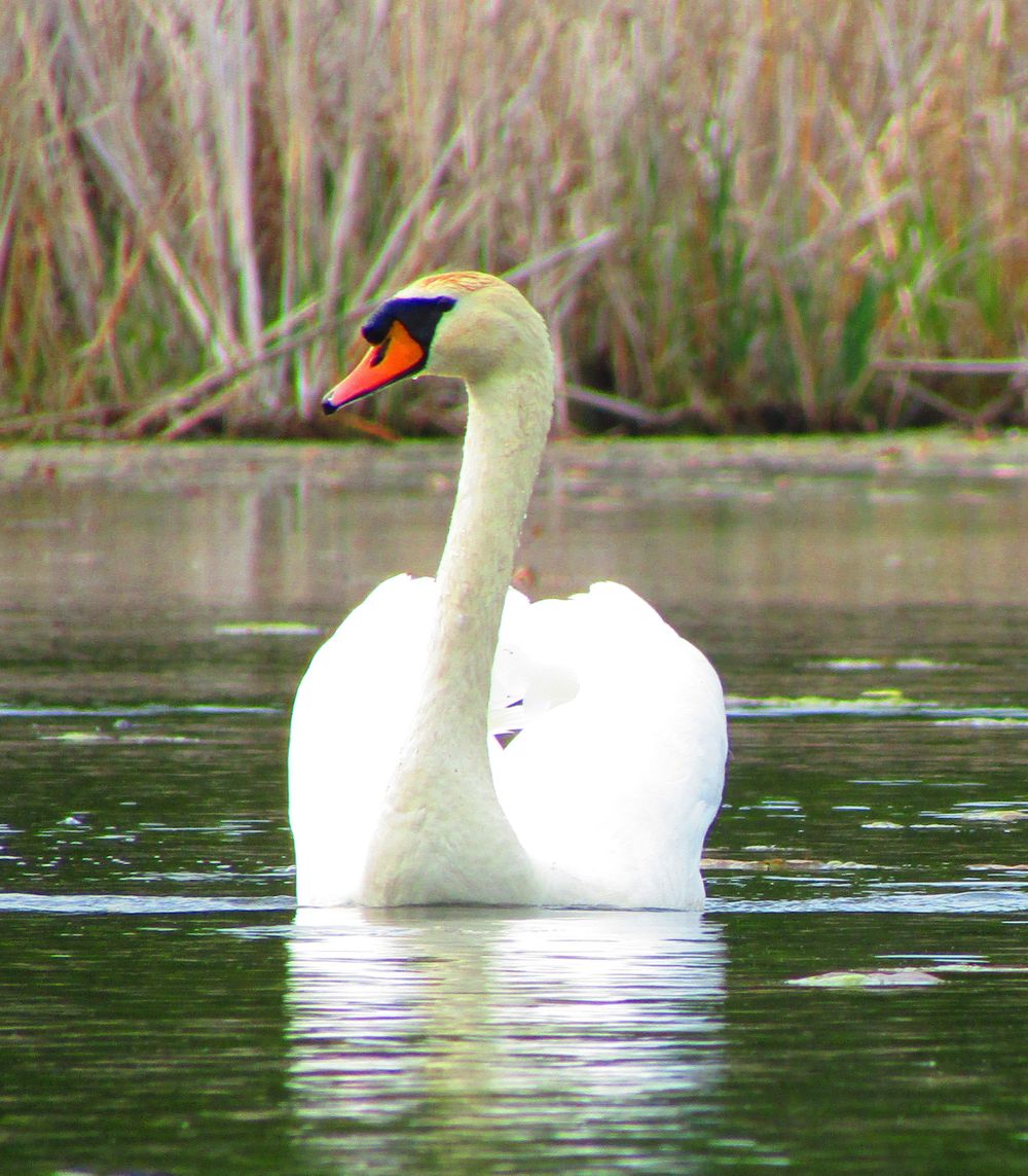 Thousand Islands Life, Swan Song