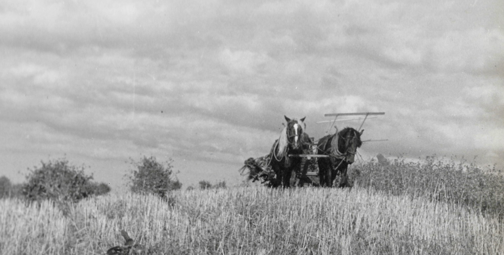 Thousand Islands Life, The Binder and Threshing Machines on the 1940’s Farm