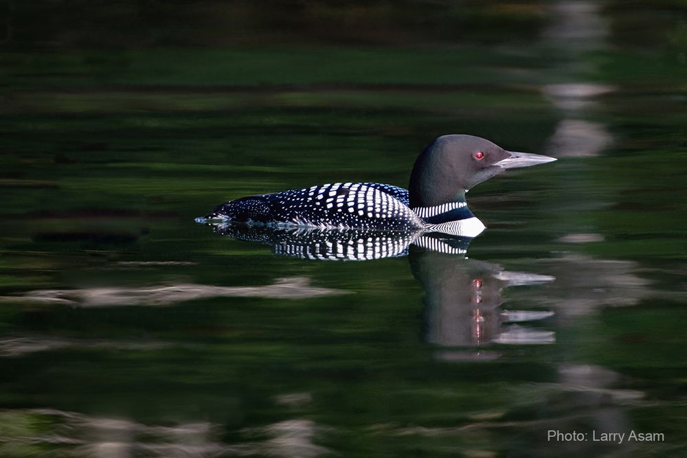 Thousand Islands Life, Photographing Loons