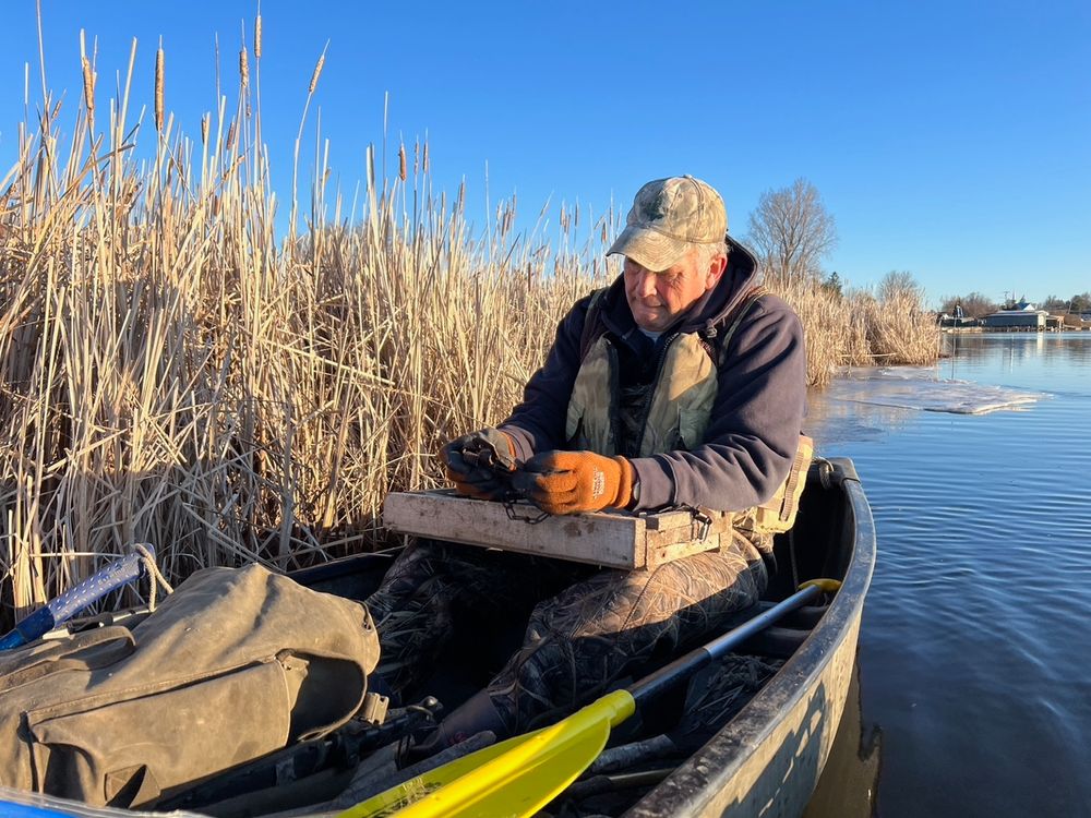 thousand Islands Life, Trapping Beavers, Photo Essay