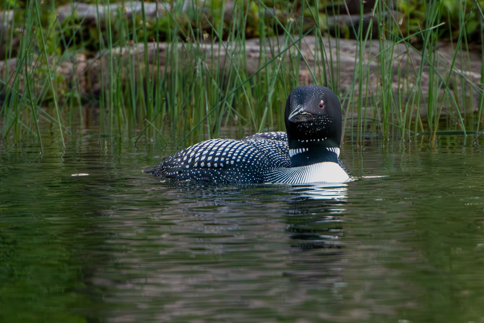 Thousand Islands Life, Loons, Terns and Eagles!