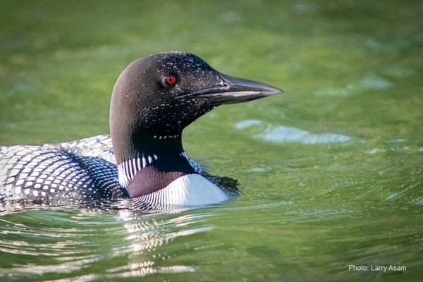 Thousand Islands Life, Photographing Loons