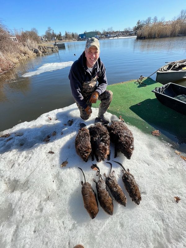 thousand Islands Life, Trapping Beavers, Photo Essay